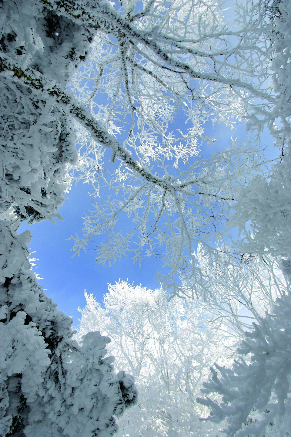 [시즌특집ㅣ설화vs상고대ㅣ화보] ‘겨울산’을 빛내는 하얀 축복!