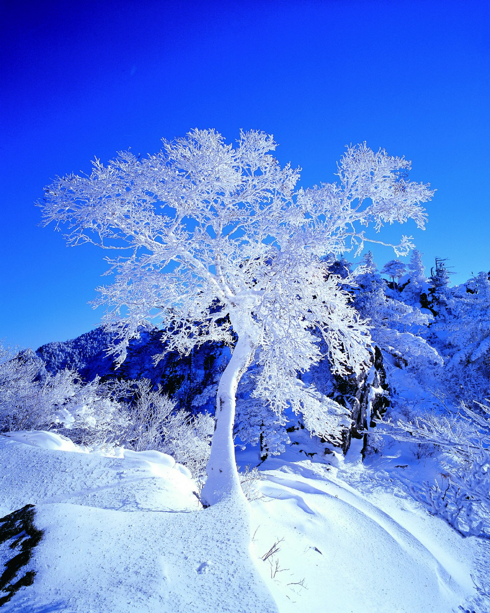 [시즌특집ㅣ설화vs상고대ㅣ화보] ‘겨울산’을 빛내는 하얀 축복!