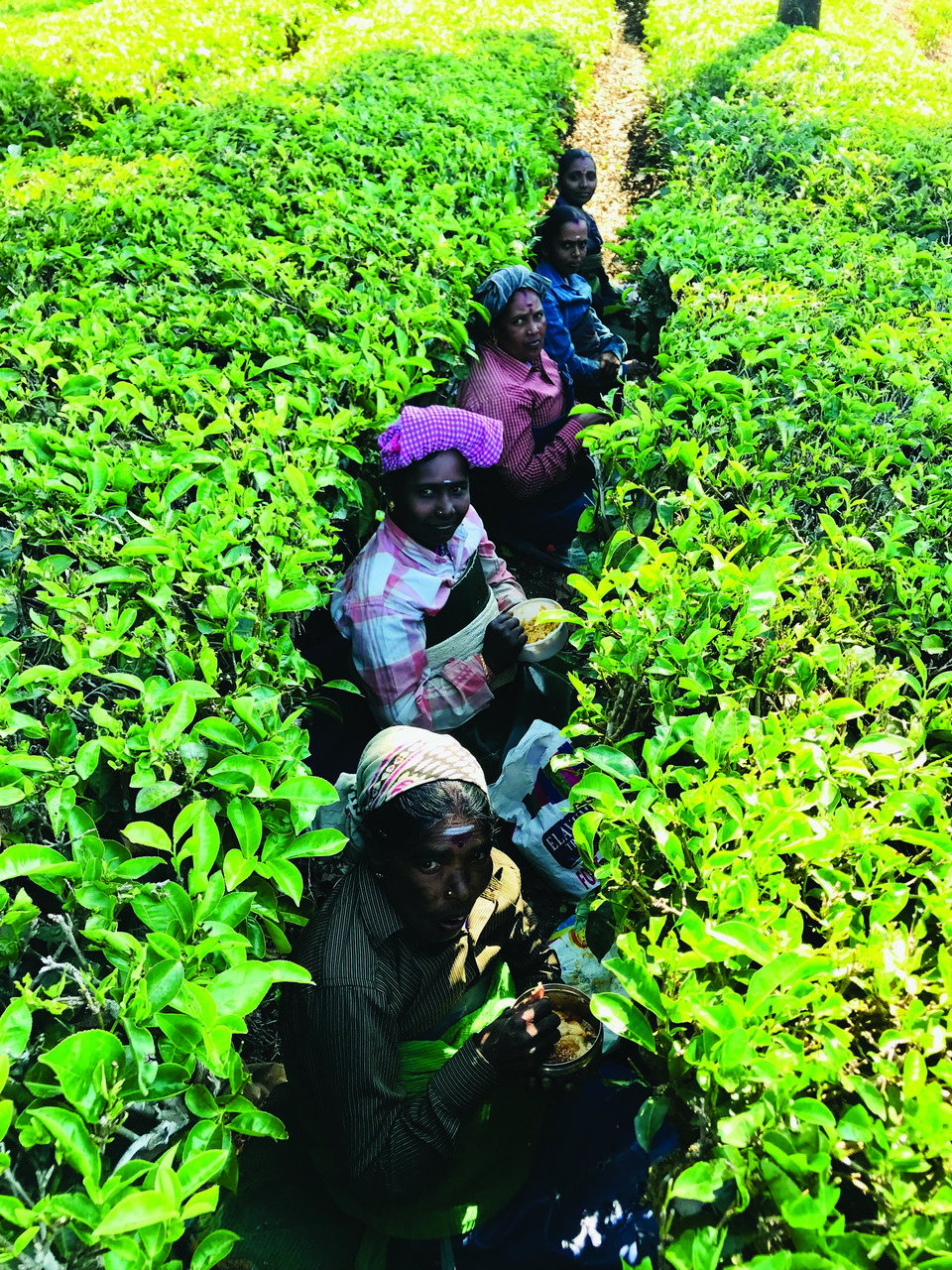 [나홀로 세계일주ㅣ남인도 무나르Munnar 트레킹] 인도 3대 茶 재배지이자 남인도 트레킹 메카